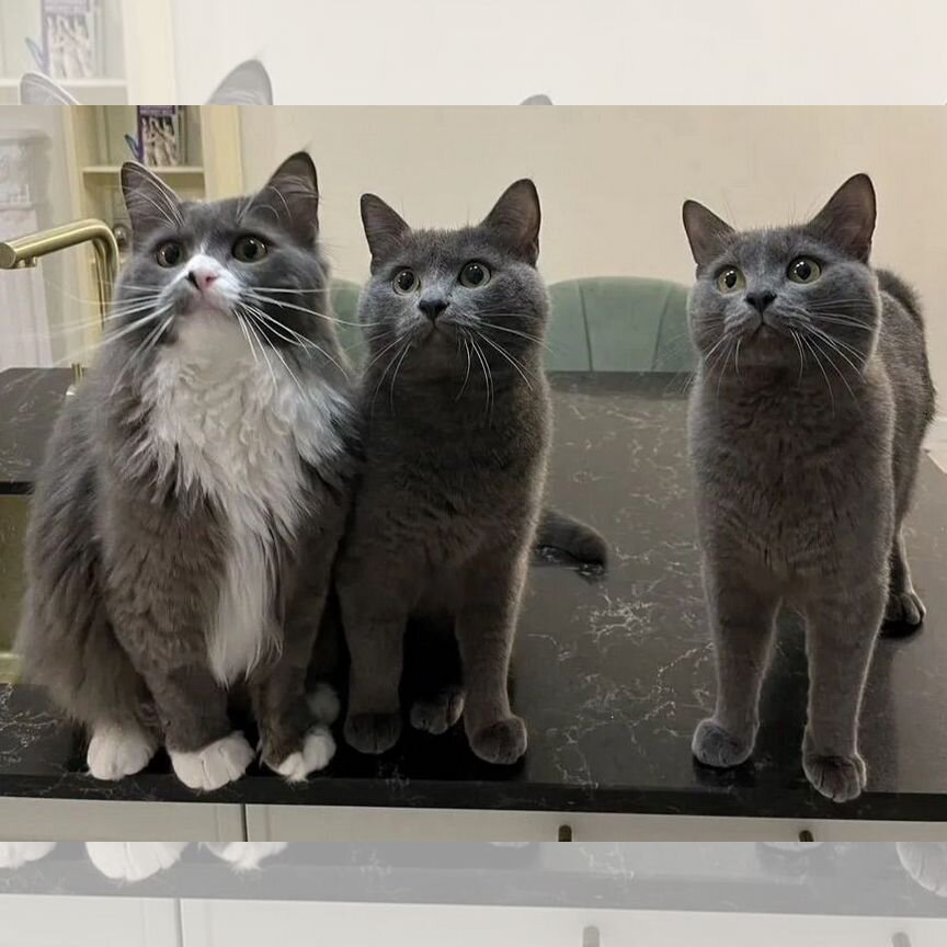 Котики