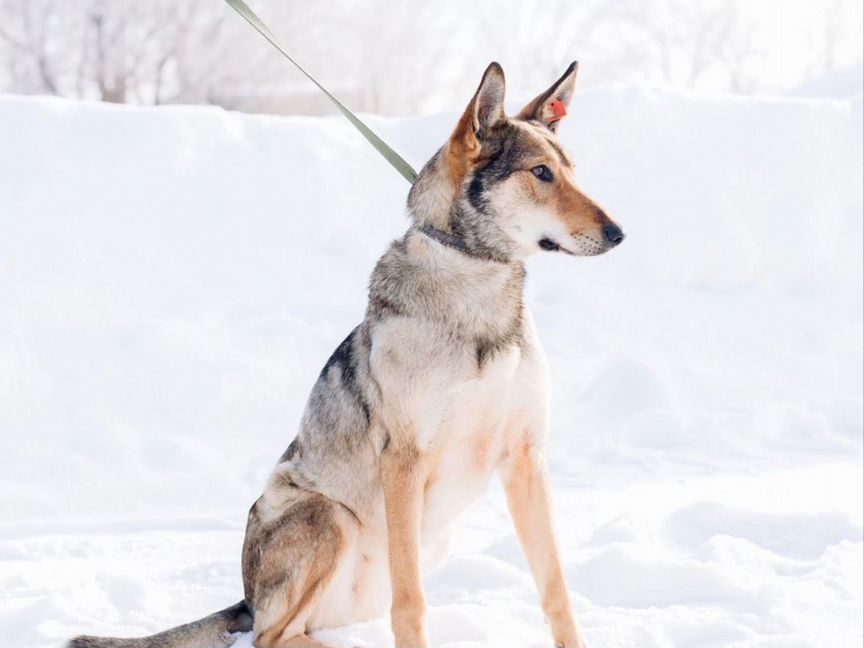 Матильда ищет дом