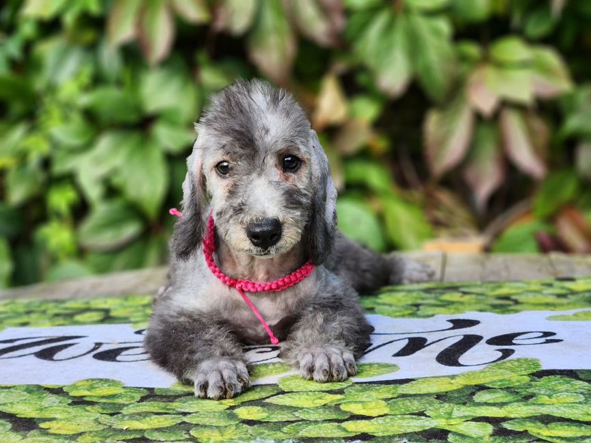 Девочка бедлингтон