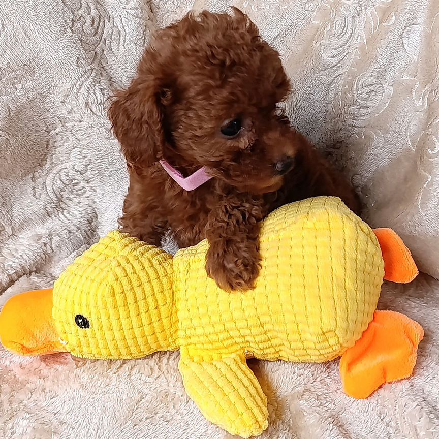 Той-пудель, щенок