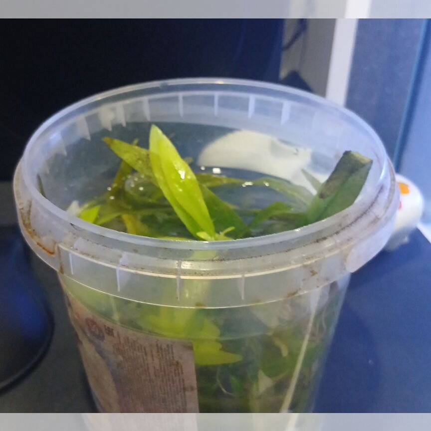 Продам Гигрофилу Иволистную