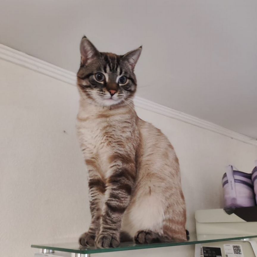 Кот для вязки
