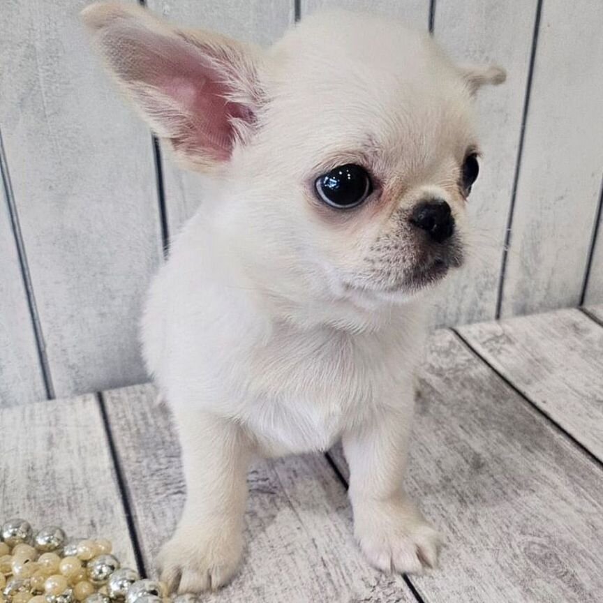 Щенки чихуахуа