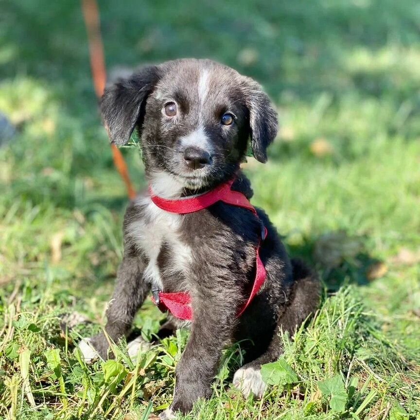 Собака в добрые руки отдам бесплатно