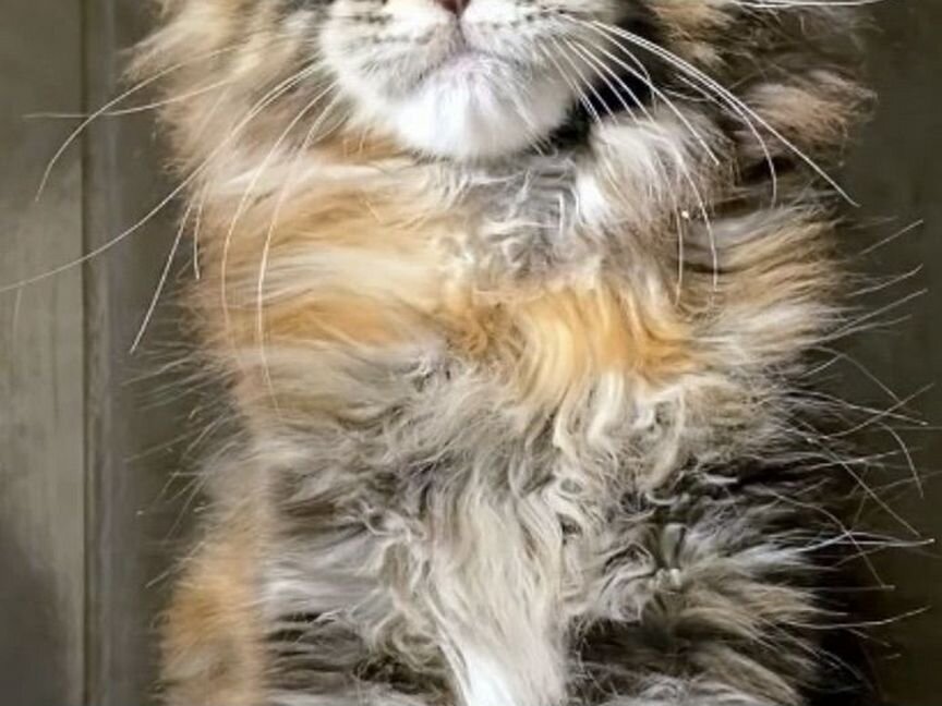 Котята мейн-кун