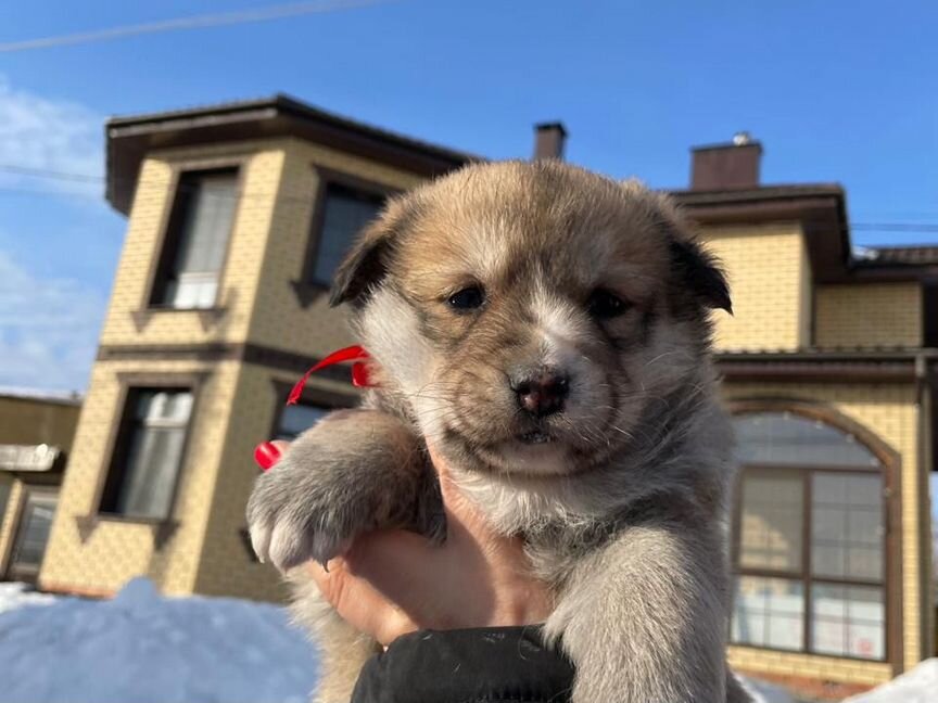 Милые пушистики