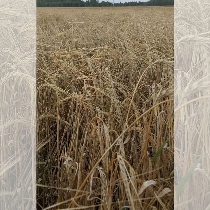 Ячмень 2024 Пшеница 2024