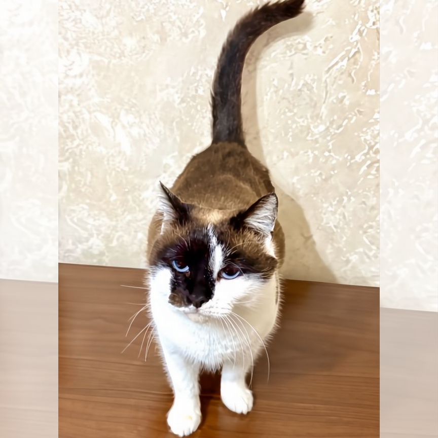 Тайская, взрослая кошка