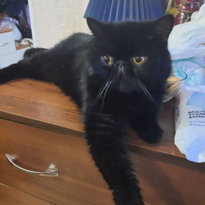 Котик экзотик в добрые руки