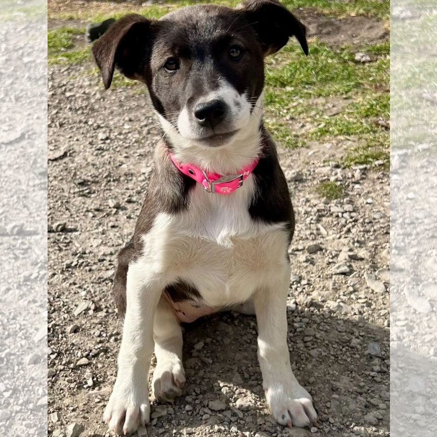 Стерилизованные и привитые щенки в добрые руки