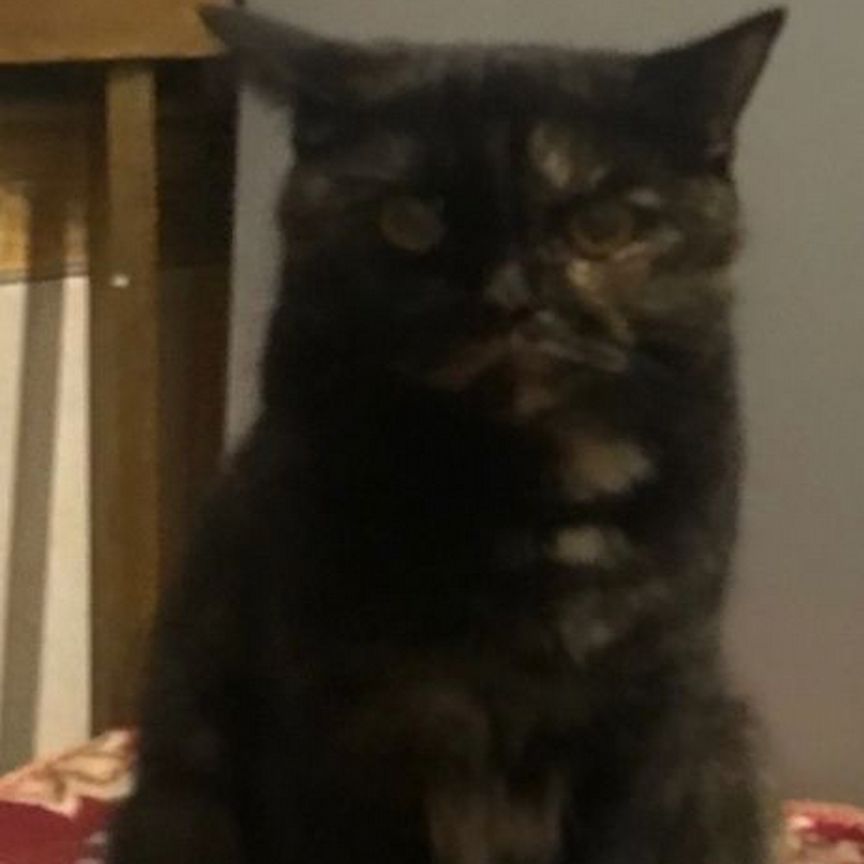 Отдам бесплатно кошку