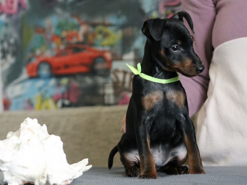 Щенки цвергпинчера