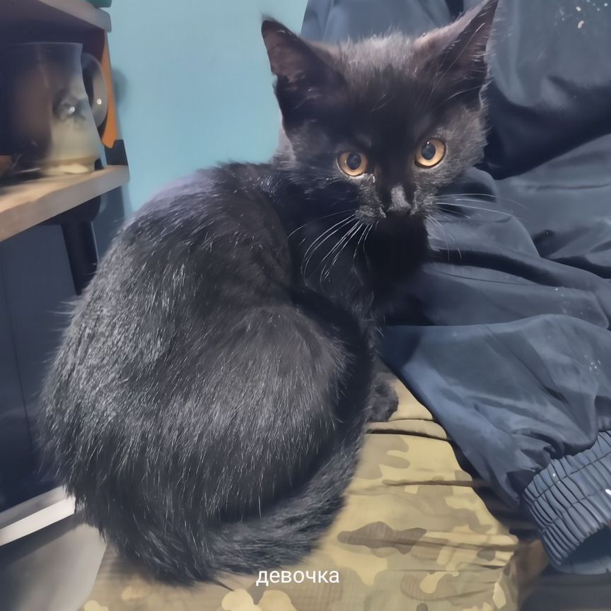Отдам котят в добрые руки, 3 мес