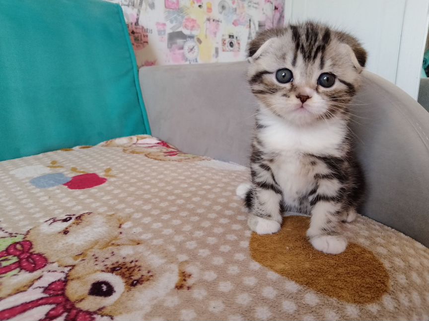 Шотландская вислоухая кошка