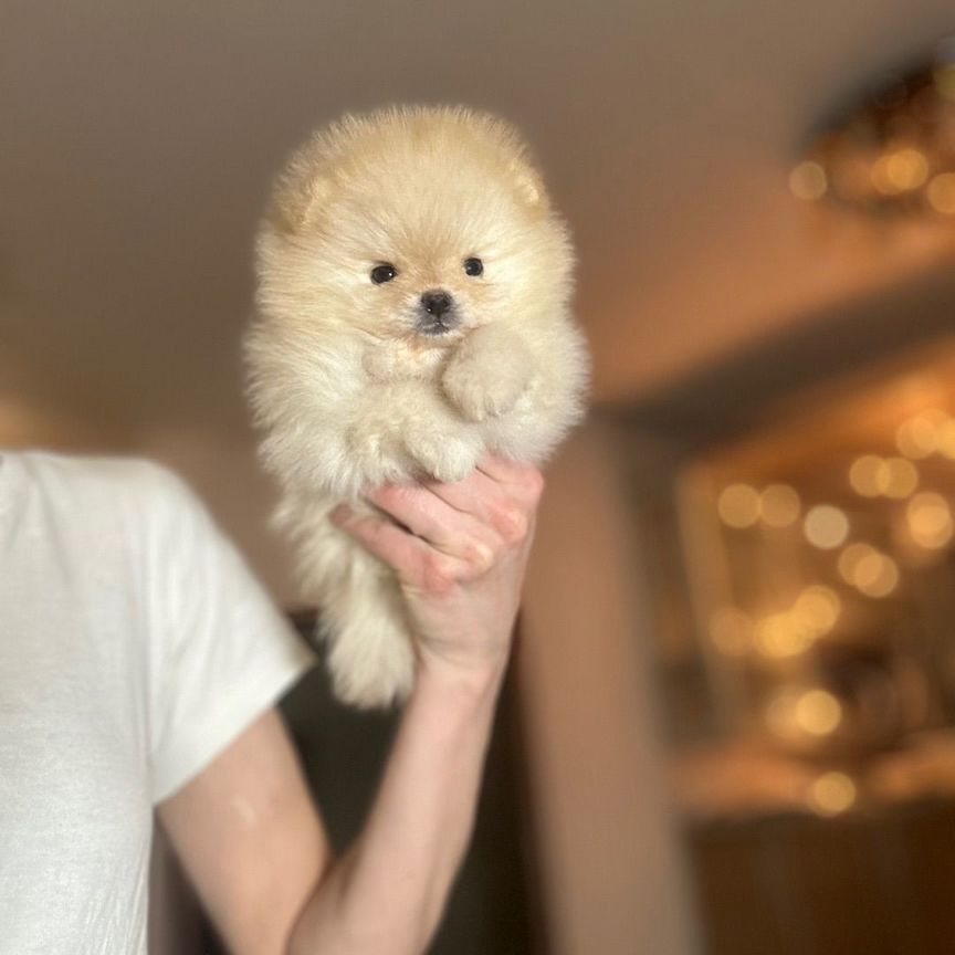 Померанский шпиц мини