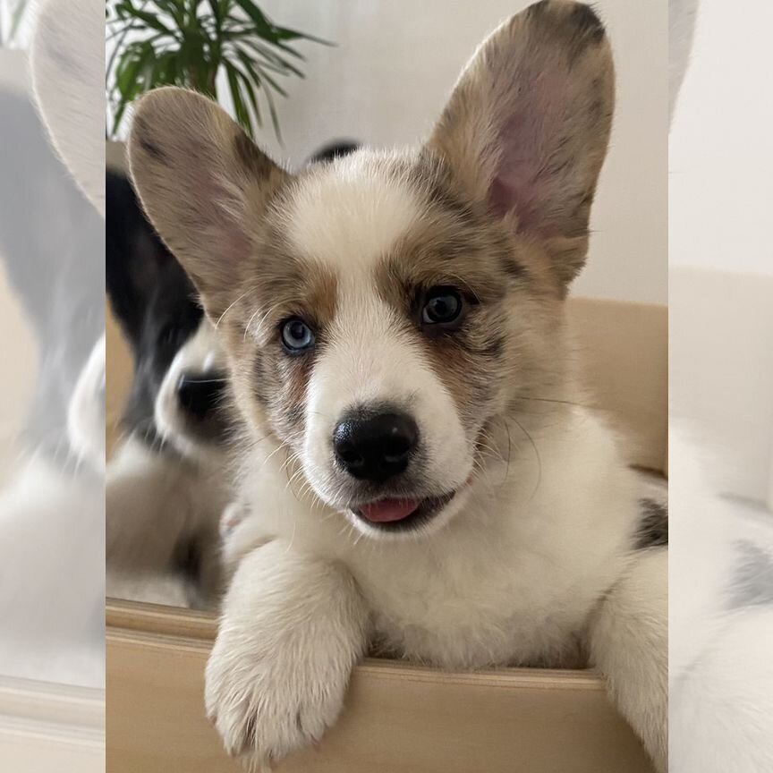 Вельш Корги Кардиган, щенок