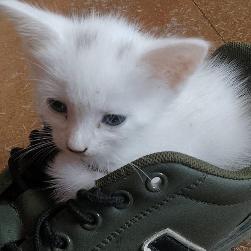 Котик в добрые руки. Возраст 3 месяца
