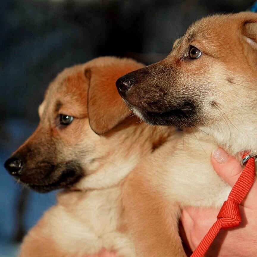 Сестрёнки ищут дом