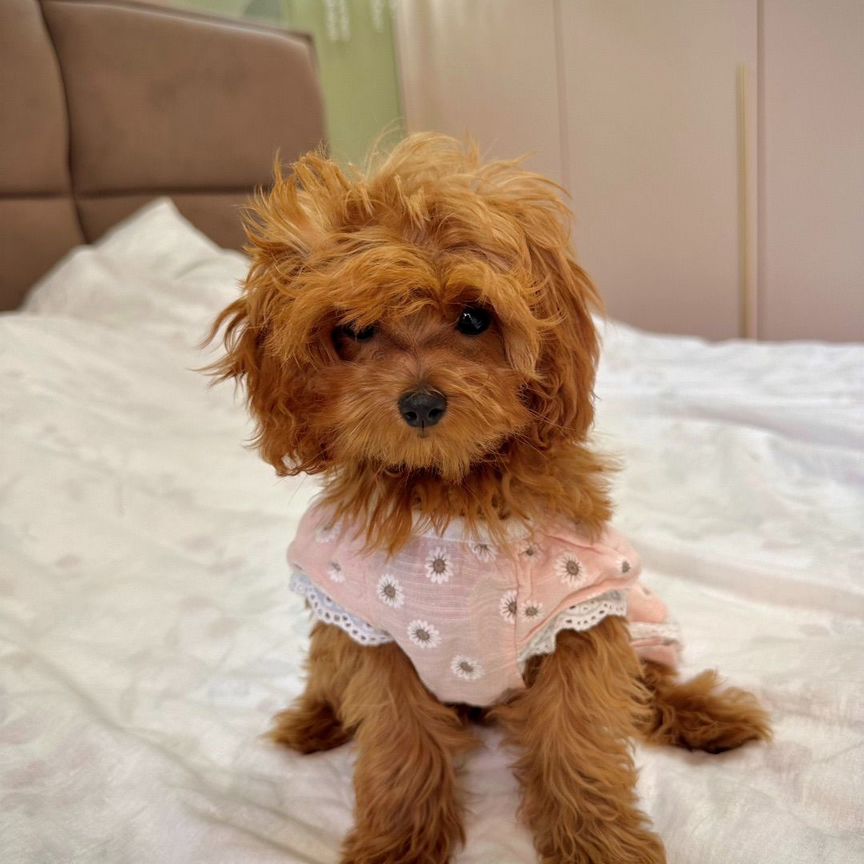 Мальтипу f2 / maltipoo f2