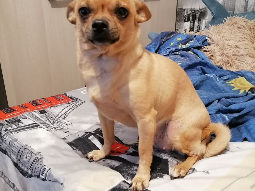 Мини той-терьер