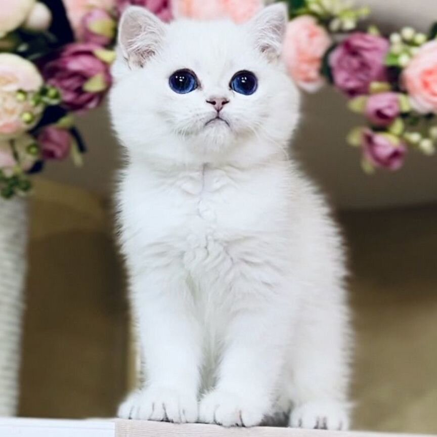 Британский короткошёрстный котёнок