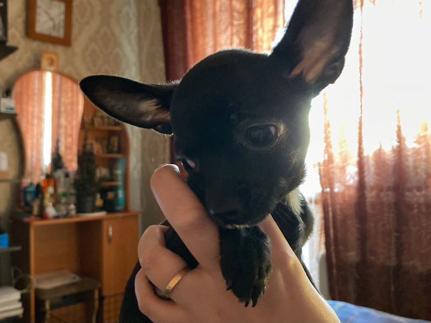 Щенок чихуахуа