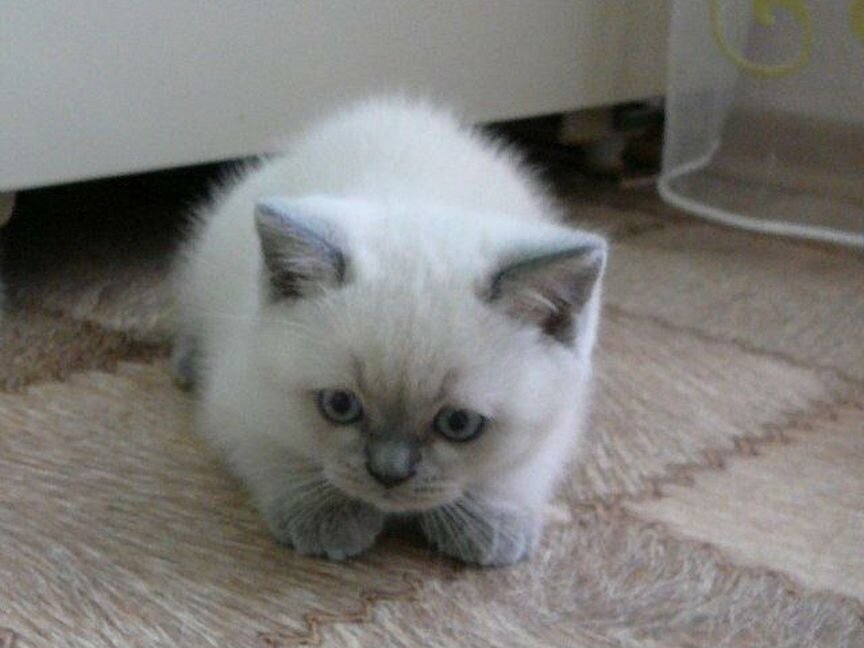 Колор пойнт голубоглазые британские котята