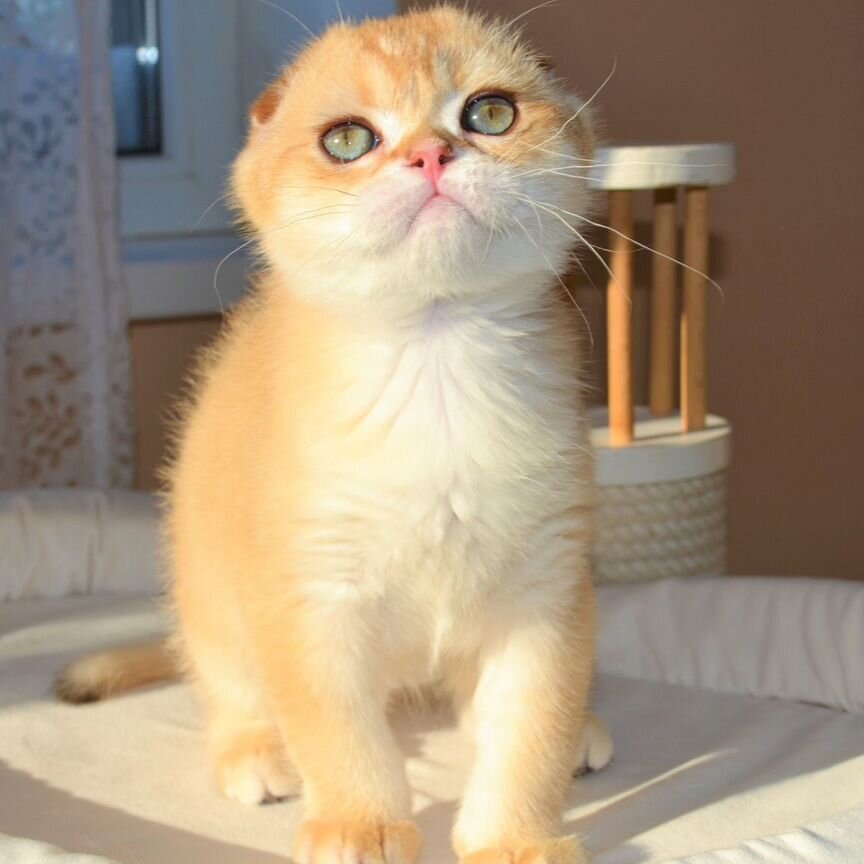 Шотландский вислоухий короткошёрстный котёнок