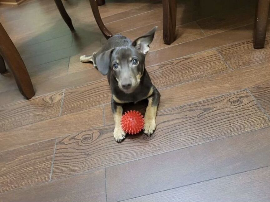 Щенок в добрые руки