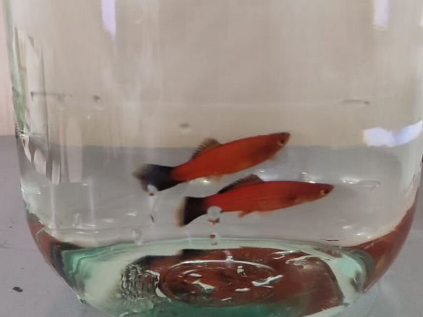 Аквариумные рыбки. Меченосцы в добрые руки