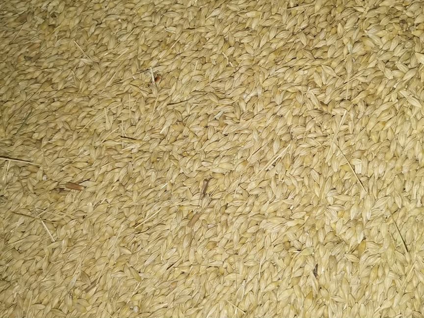 Пшеница,яровой ячмень,подсолнух.Урожай 2023