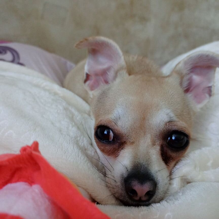 Чихуаху крупная девочка