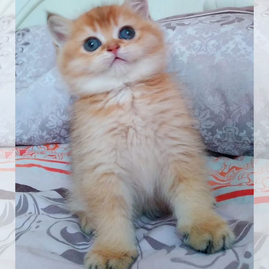 Шотландские котята