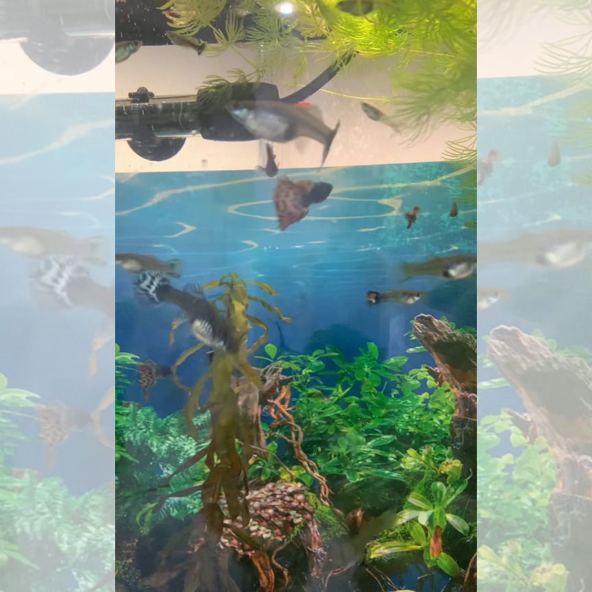 Аквариумные рыбки гуппи