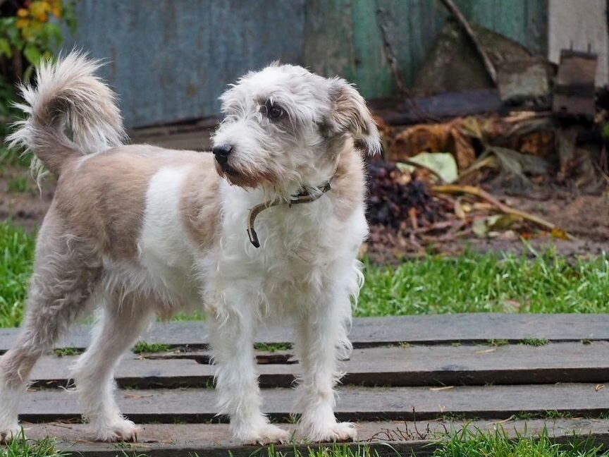 Рассел ищет дом приют