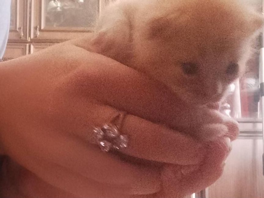 Котята в добрые руки бесплатно