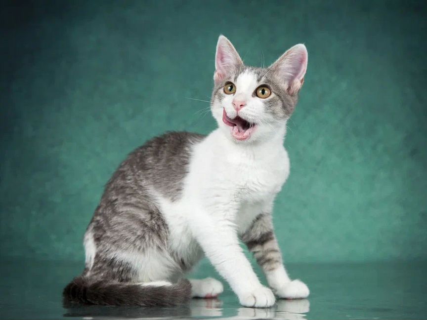 Котенок улыбка