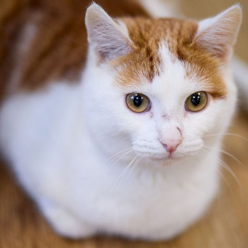 Взрослый кот в добрые руки