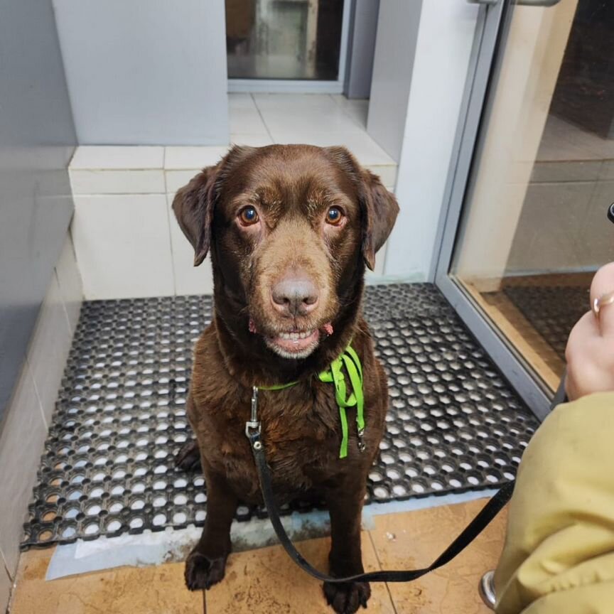 Найден лабрадор