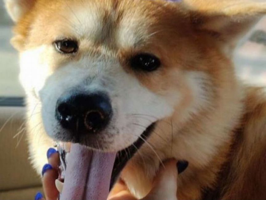 Щеночки Акита ину бронь