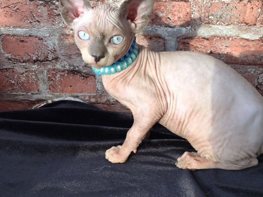 Канадский сфинкс бамбино лонг мальчик Красавчик