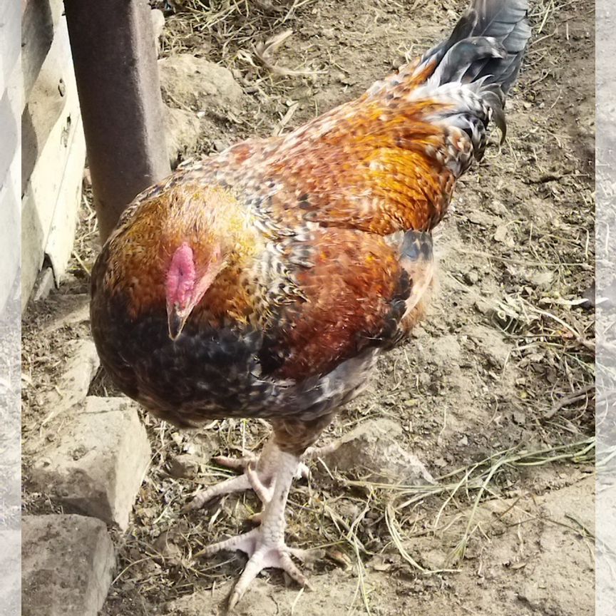 Молодые петухи