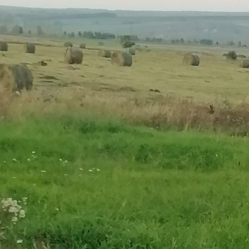 Продаётся сено луговое