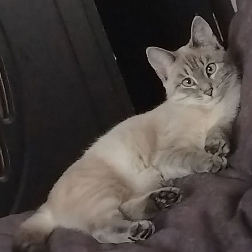 Сиамская, взрослая кошка