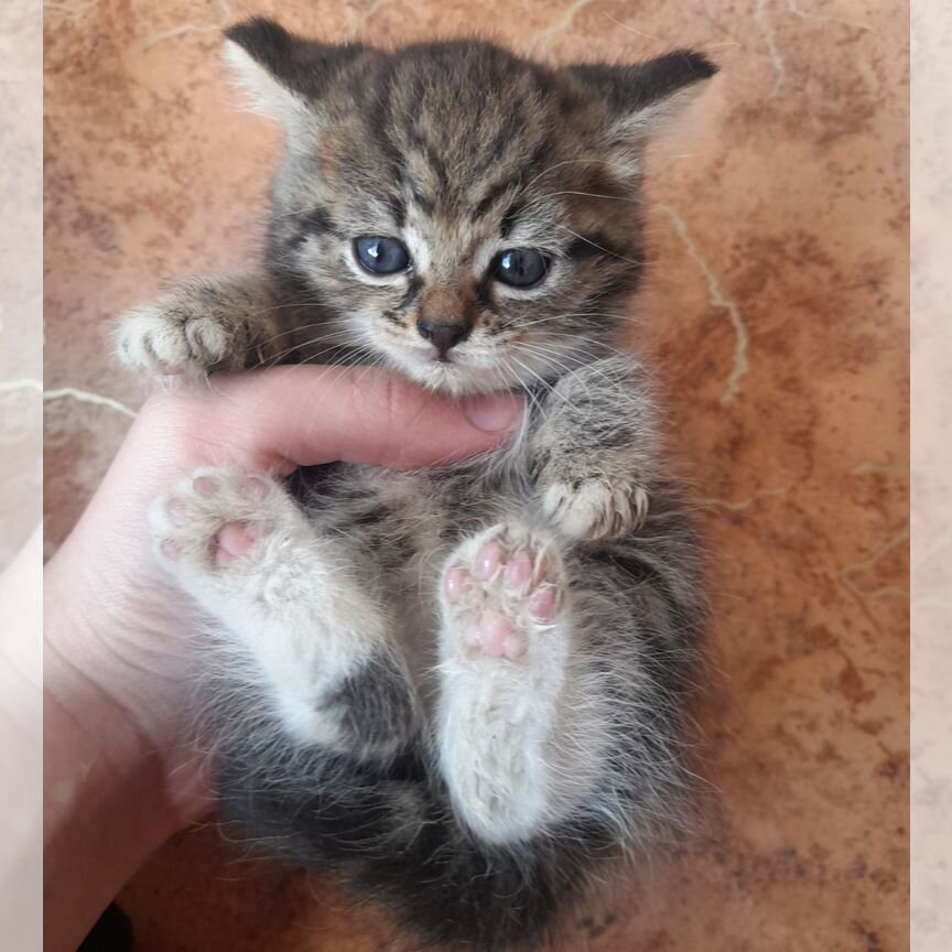 Котята