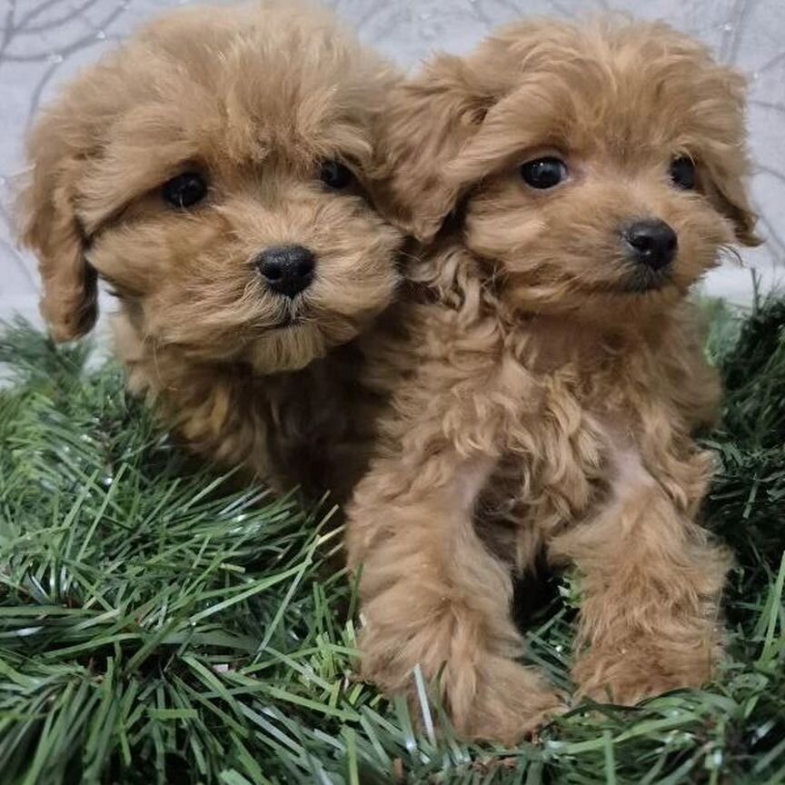 Кавапу, щенок