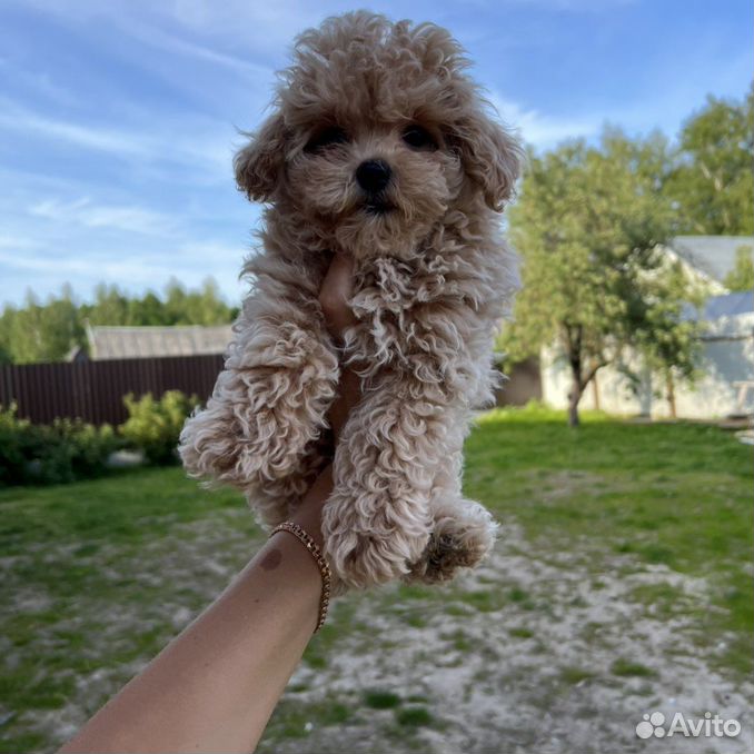 Мальтипу ф1 роскошный малыш Локон-кудряшка