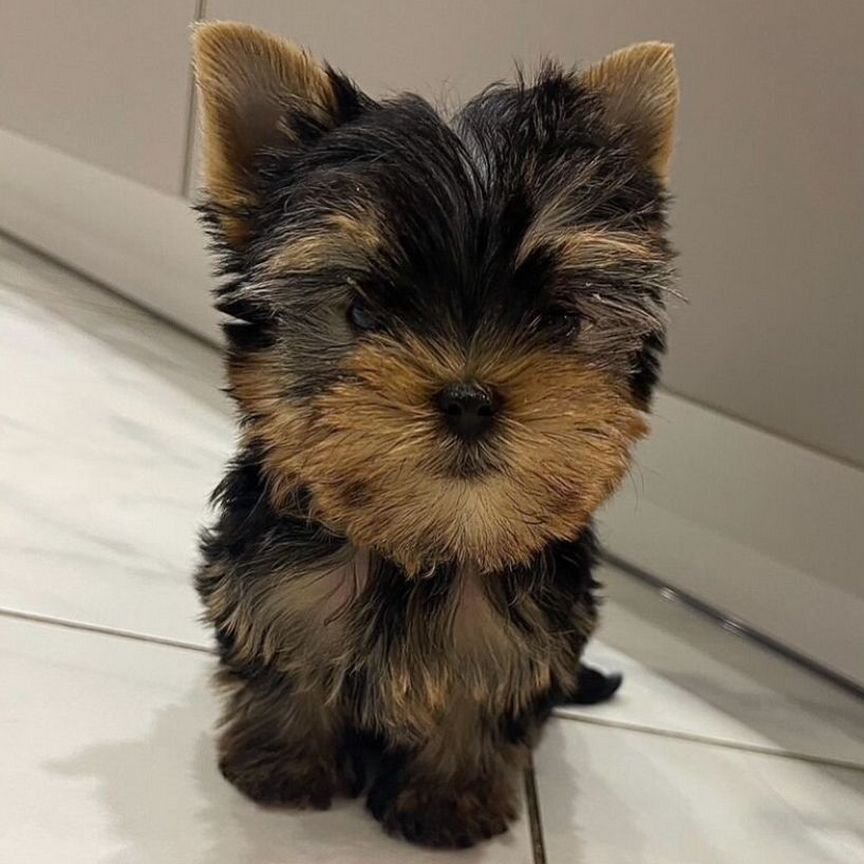 Йоркширский терьер мини щенки