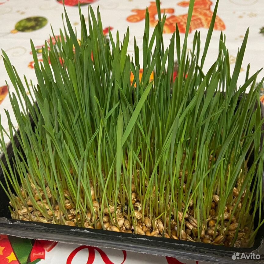 Пророщенная пшеница