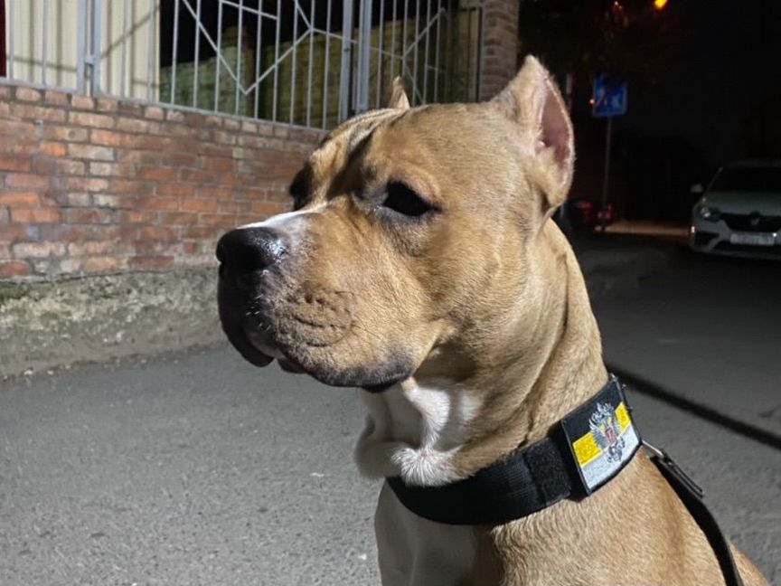 Вязка собак амстаф